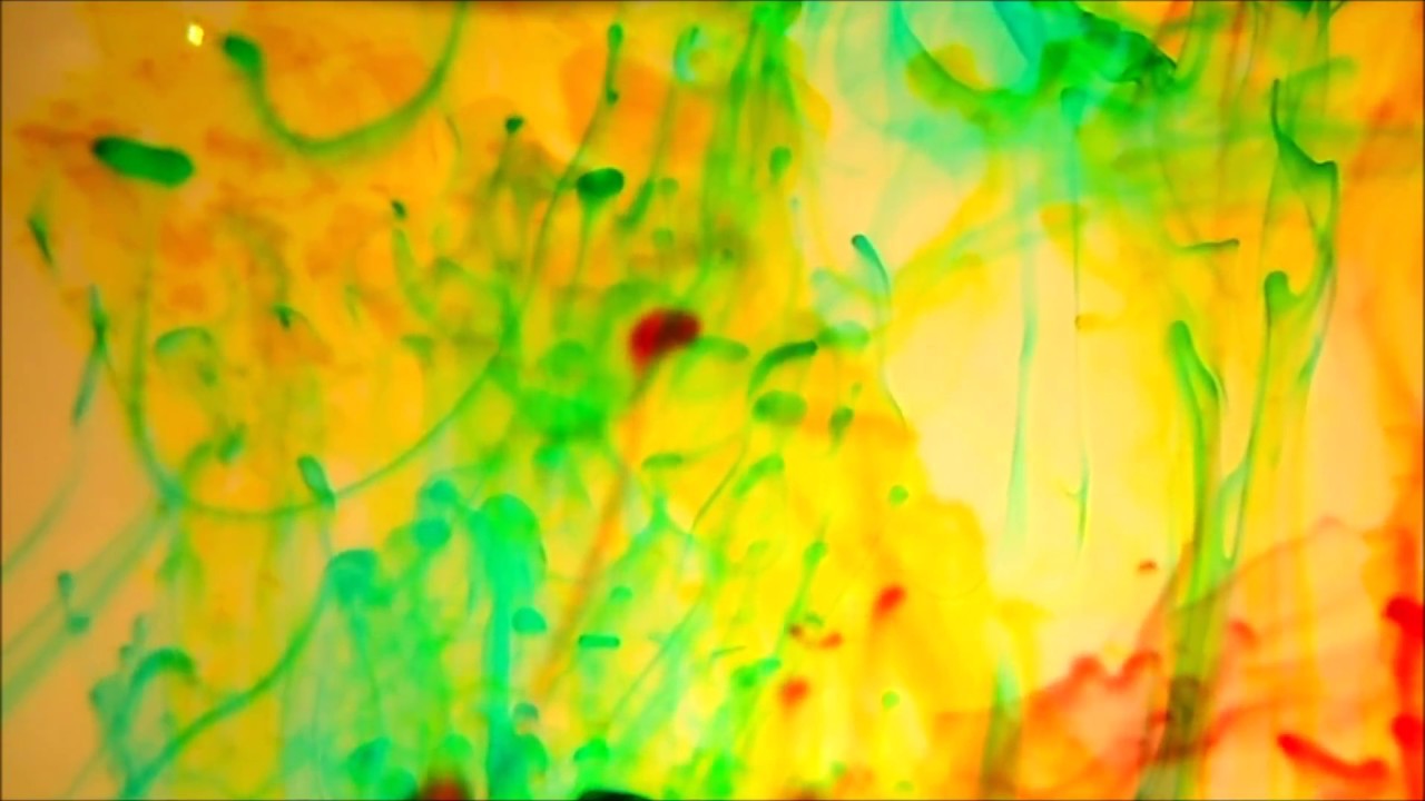 Maine Coon - Focoltone 3468 - YouTube