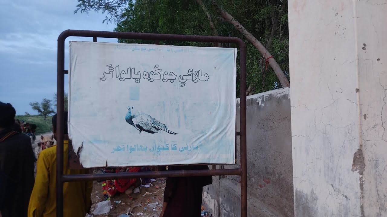 Marvi jo Koh | Marvi well| Umer Marvi| Tharparkur visit with Fiona ...