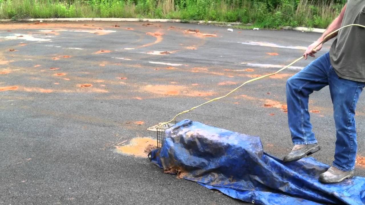 Catching a Skunk 4 - YouTube