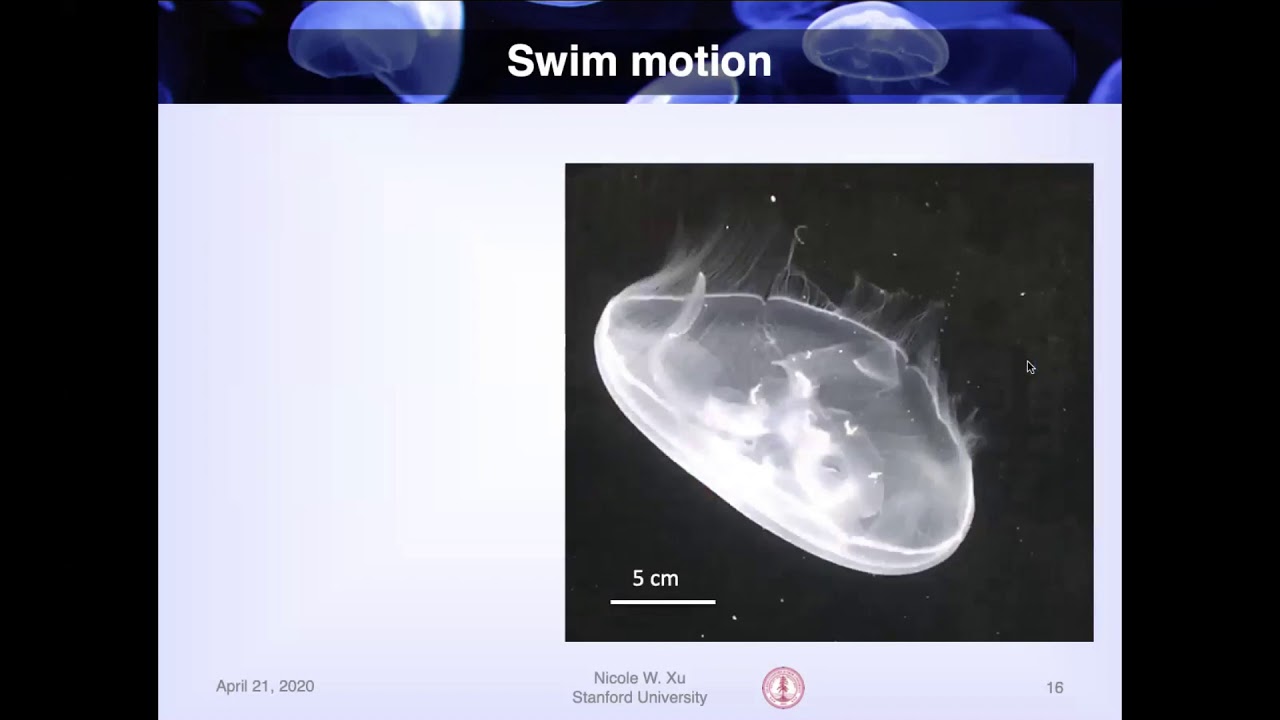 Biohybrid Robotic Jellyfish for Future Applications in Ocean Monitoring ...