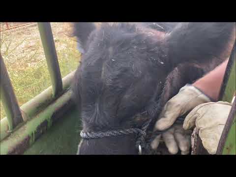 Halter Breaking Cattle- CSU Extension - YouTube