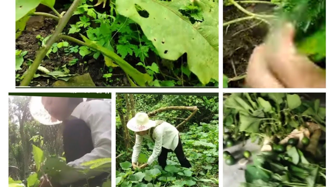 thlai tlem a zawng kan thar ve tran ta.....hmuh an nuam Chiang a nia ...