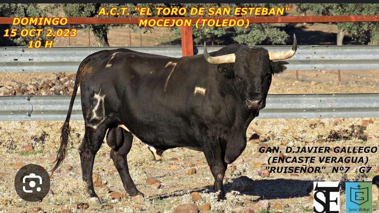 ”RUISEÑOR” TORO A CAJÓN EXHIDO POR LA PEÑA SAN ESTEBAN💯 Mocejón (Toledo ...