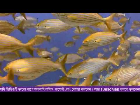 সামুদ্রিক মাছ samudrik fish chara o roace onekprojatir prani - YouTube