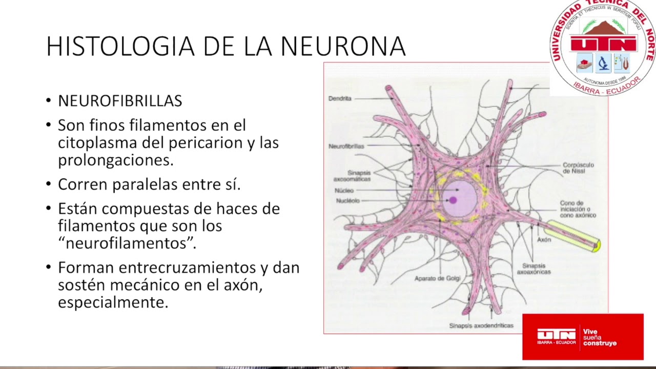 Histología de la Neurona - YouTube