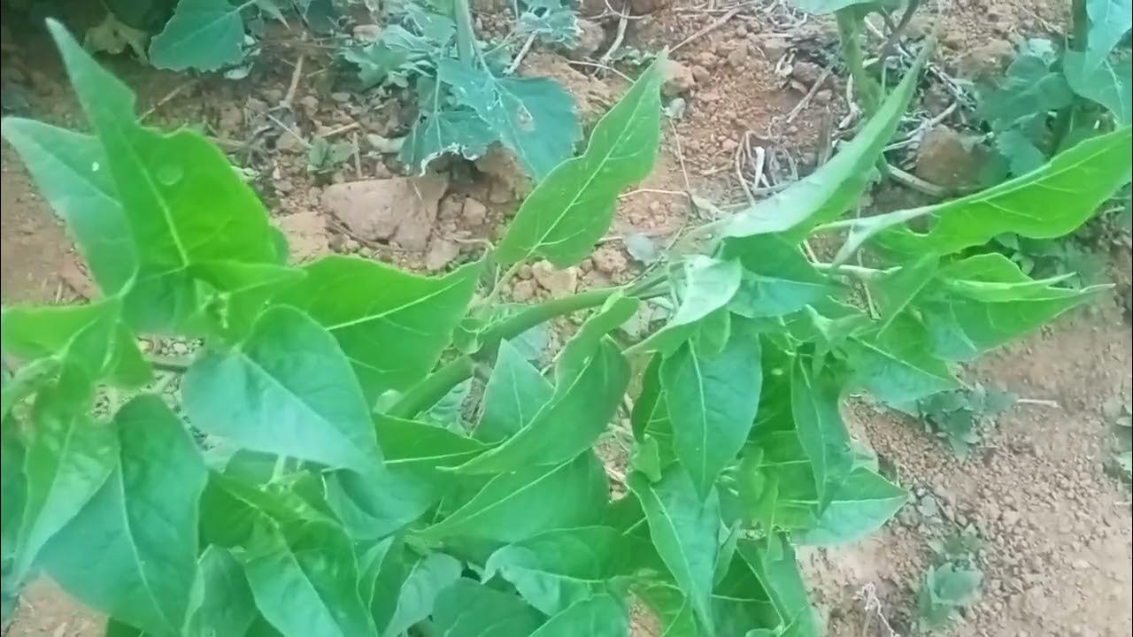 paj kuaj tub sab zoo tshuaj heev os - YouTube