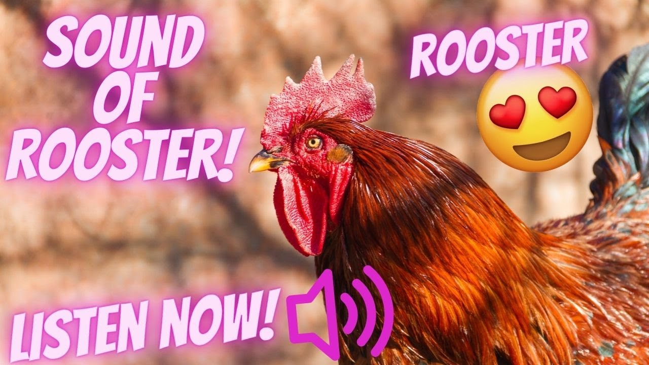 listen to the sound Rooster - Rooster crowing - Rooster - YouTube