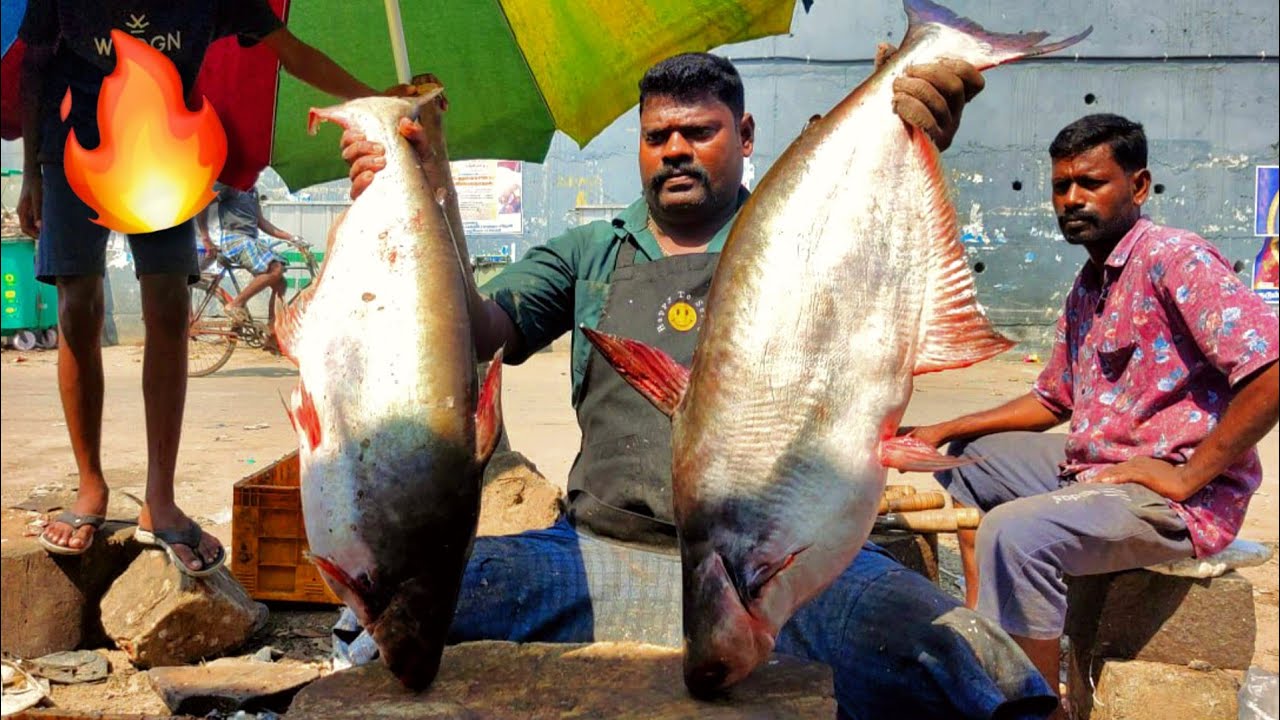 VERY RARE!!!🔥14KG MONSTER BAASHA FISH CUTTING | KASIMEDU SELVAM ...