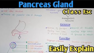 Pancreas Hormones Structure And Functions | Class 12 Bi... | Doovi