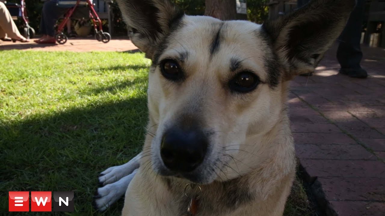Old Dog, New Tricks. Project introduces shelter dogs at retirement ...