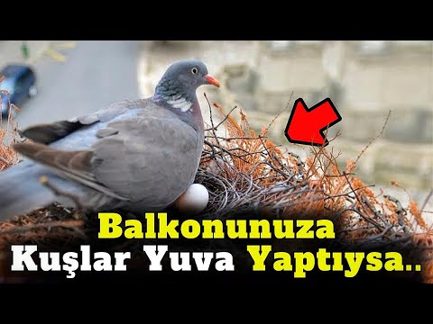 Güvercinlerin Balkona Yuva Yapması Bakın Ne Anlama Geliyormuş.