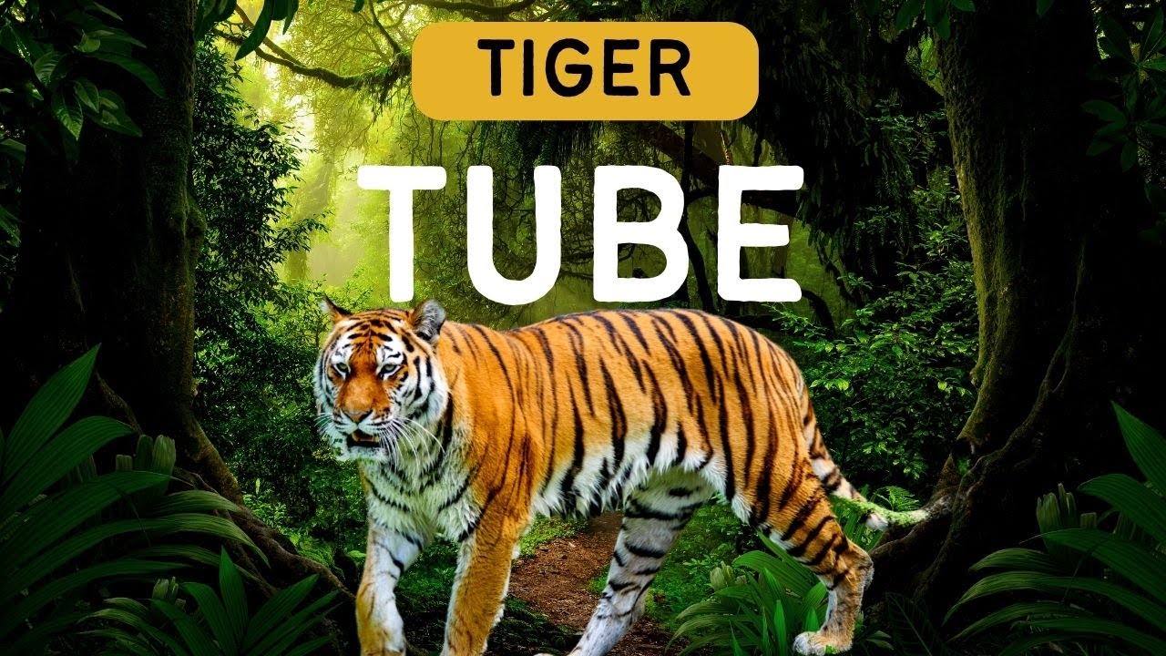 Tiger Tube (February 6, 2023) - YouTube