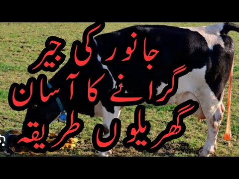 Cow Buffalo main Jair ( Placenta ) Giranay ka Asan Formula | Home ...