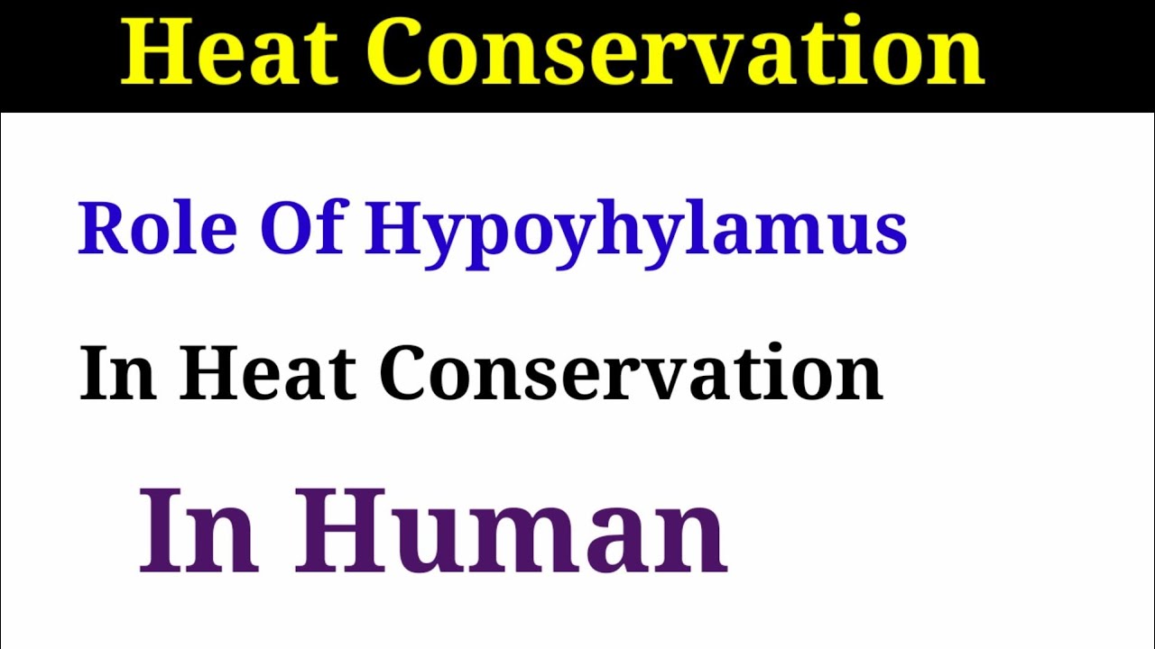 Heat Conservation | Role of hypothalamus in Thermoregulation class 12 ...