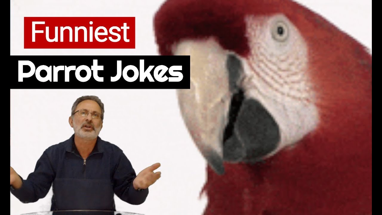 Funny Parrot Jokes The foul Mouth Parrot & The Spy Parrot - YouTube