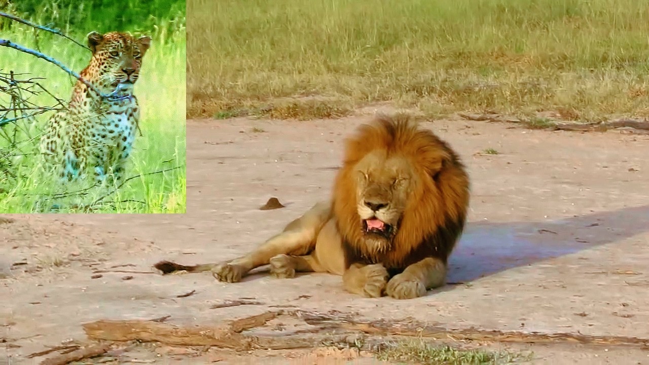 Leopard watching male lion from distance | Ndhzenga Male Lion & Maribye ...