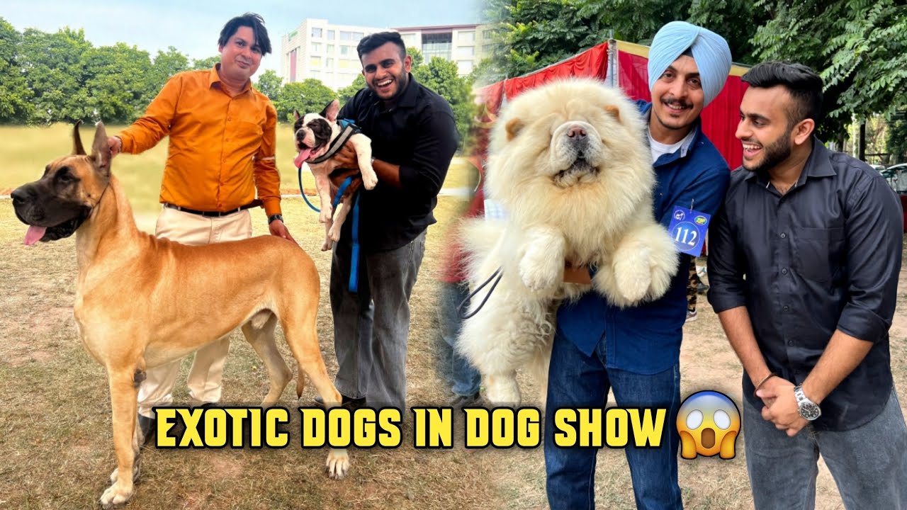 Exotic Dogs in Haryana Dog Show 😱 - YouTube