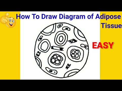 how to draw diagram of adipose tissue | how to draw adipose tissue ...