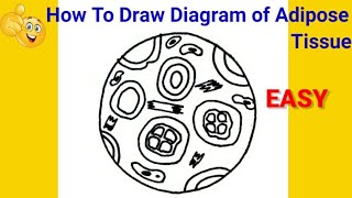 Adipose Tissue Diagram