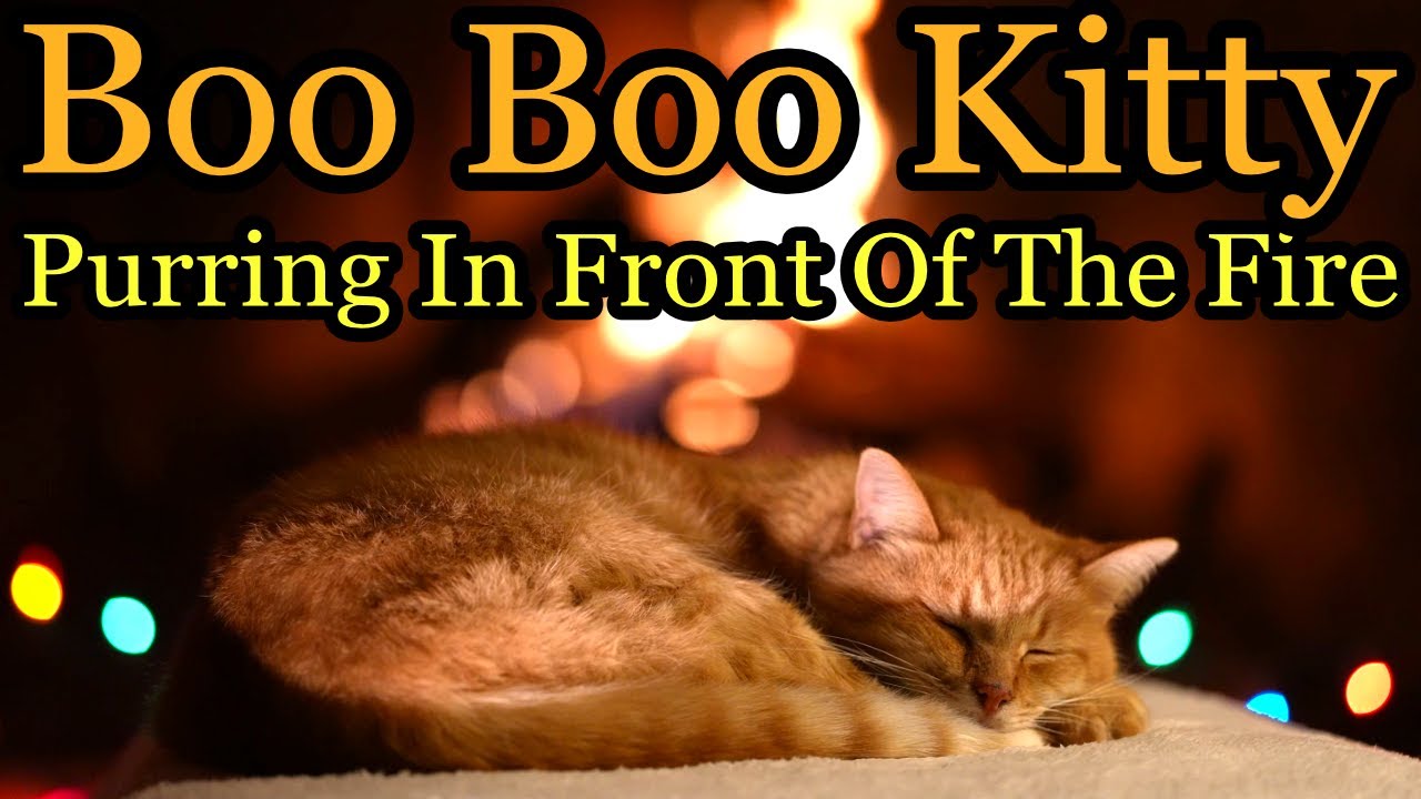 Boo Boo Kitty's Purr-fect Fireside Nap 4K ASMR - YouTube