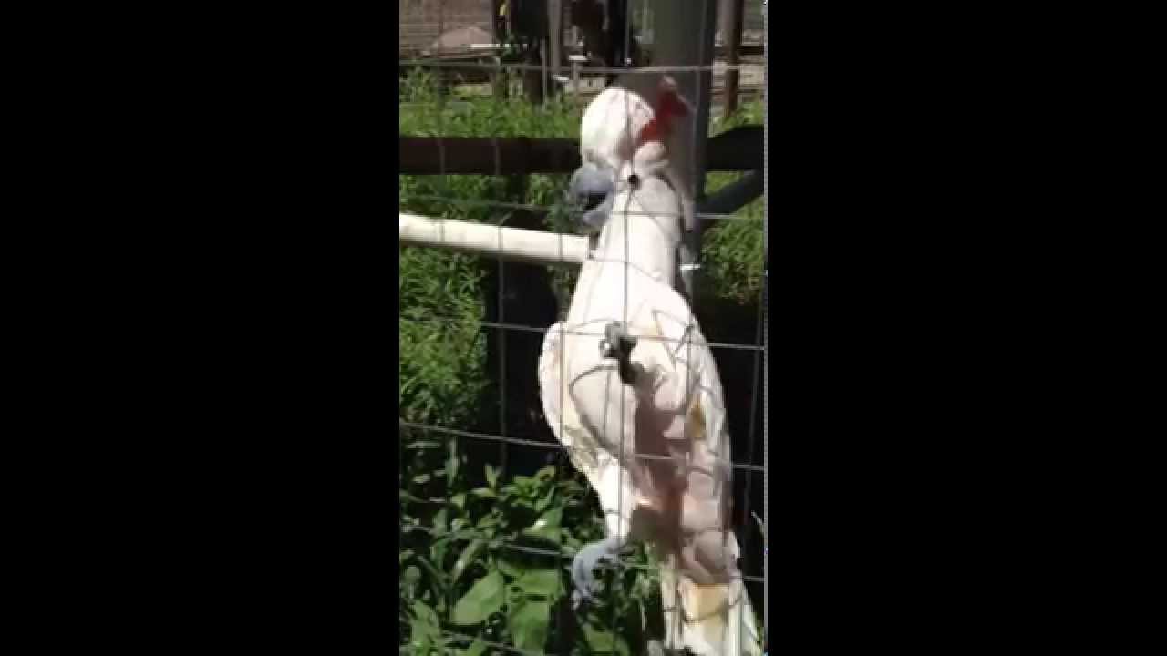 Crazy cockatoo laughs maniacally at its own tantrum - YouTube