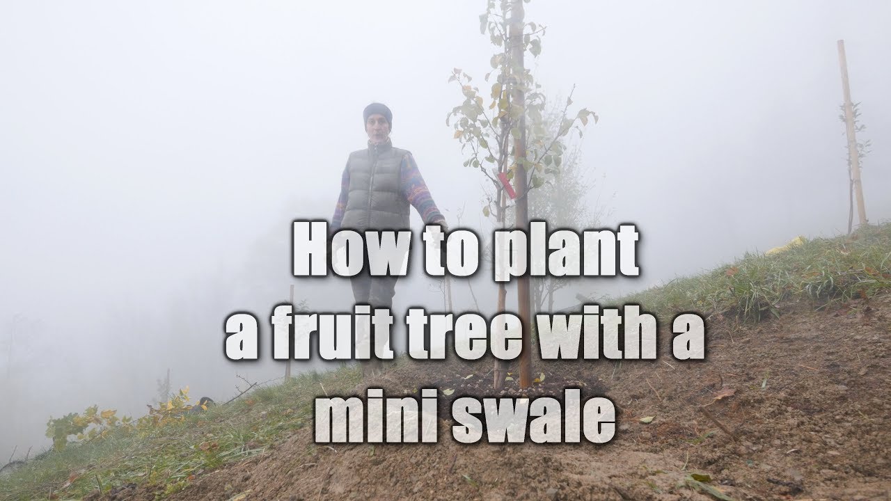 How to plant a fruit tree with a mini swale - YouTube