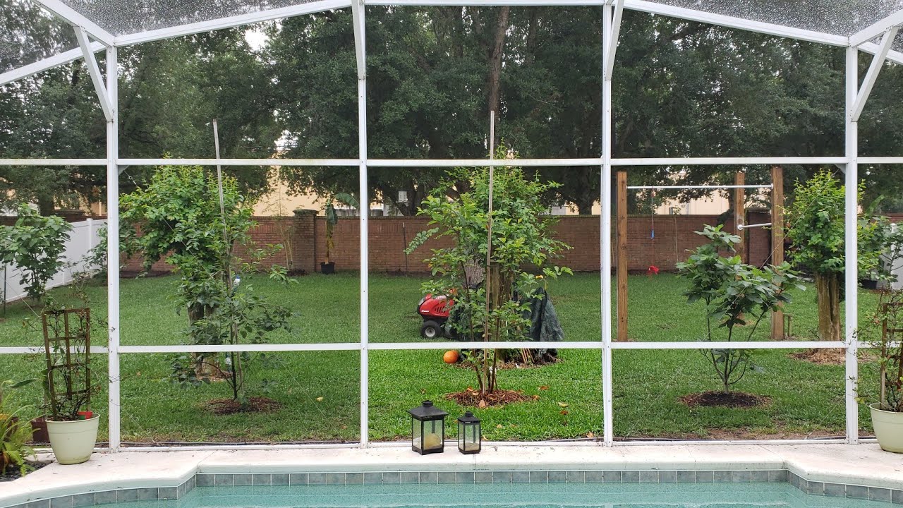 Tour of our BackYard Fruit Forest - YouTube