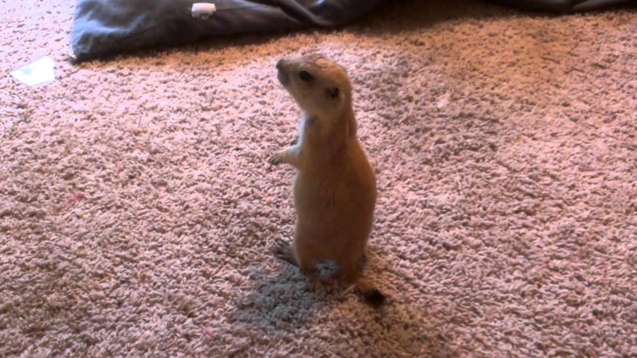 Prairie dog supprise - YouTube
