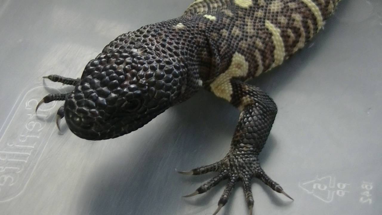 2015 Rio Fuerte Mexican Beaded Lizard!!! (Heloderma Exasperatum) - YouTube
