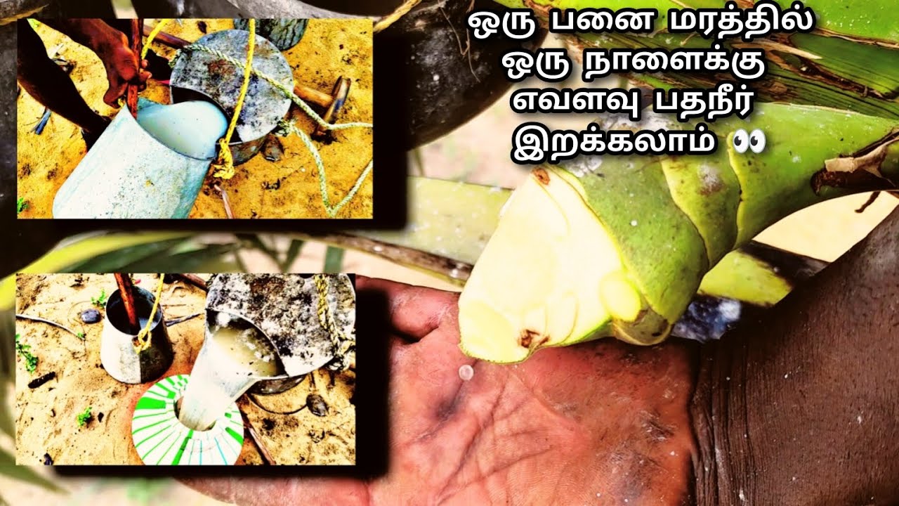 ஒரு பனை மரத்தில் உள்ள மொத்த பதநீர் இறக்குதல் 👍#palm #panaiyeri # ...