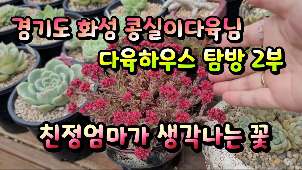 콩실이다육님 다육하우스 2부영상 친정엄마가 생각나는 꽃 콩실이다육 뽄쟁이다육 다육이키우기 다육식물 다육이 Youtube