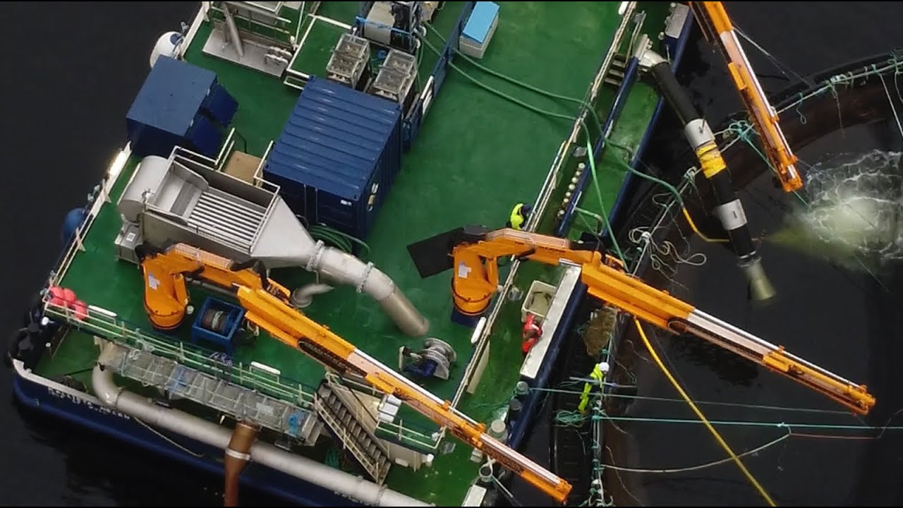 Intensive Fish Farming - YouTube