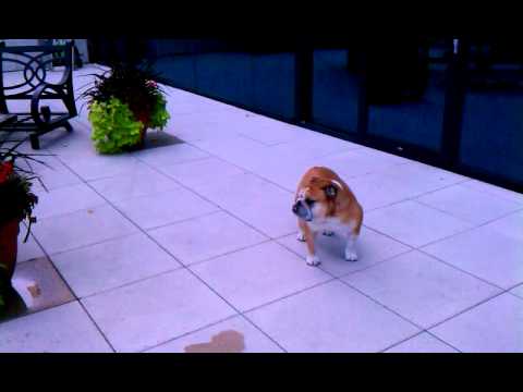 Redneck water feature - YouTube