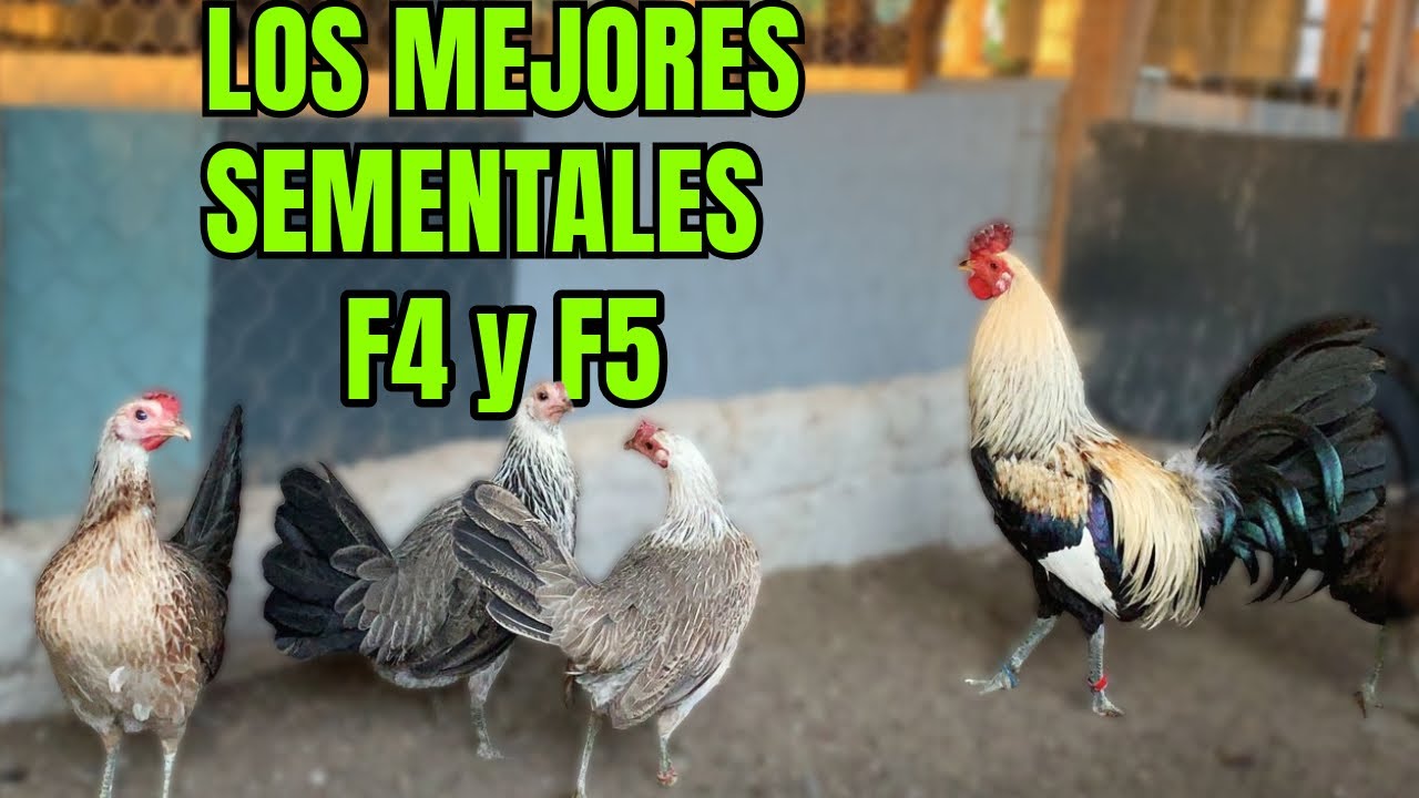 SEMENTALES F4,F5, F6... LA IMPORTANCIA DE ELLOS - YouTube