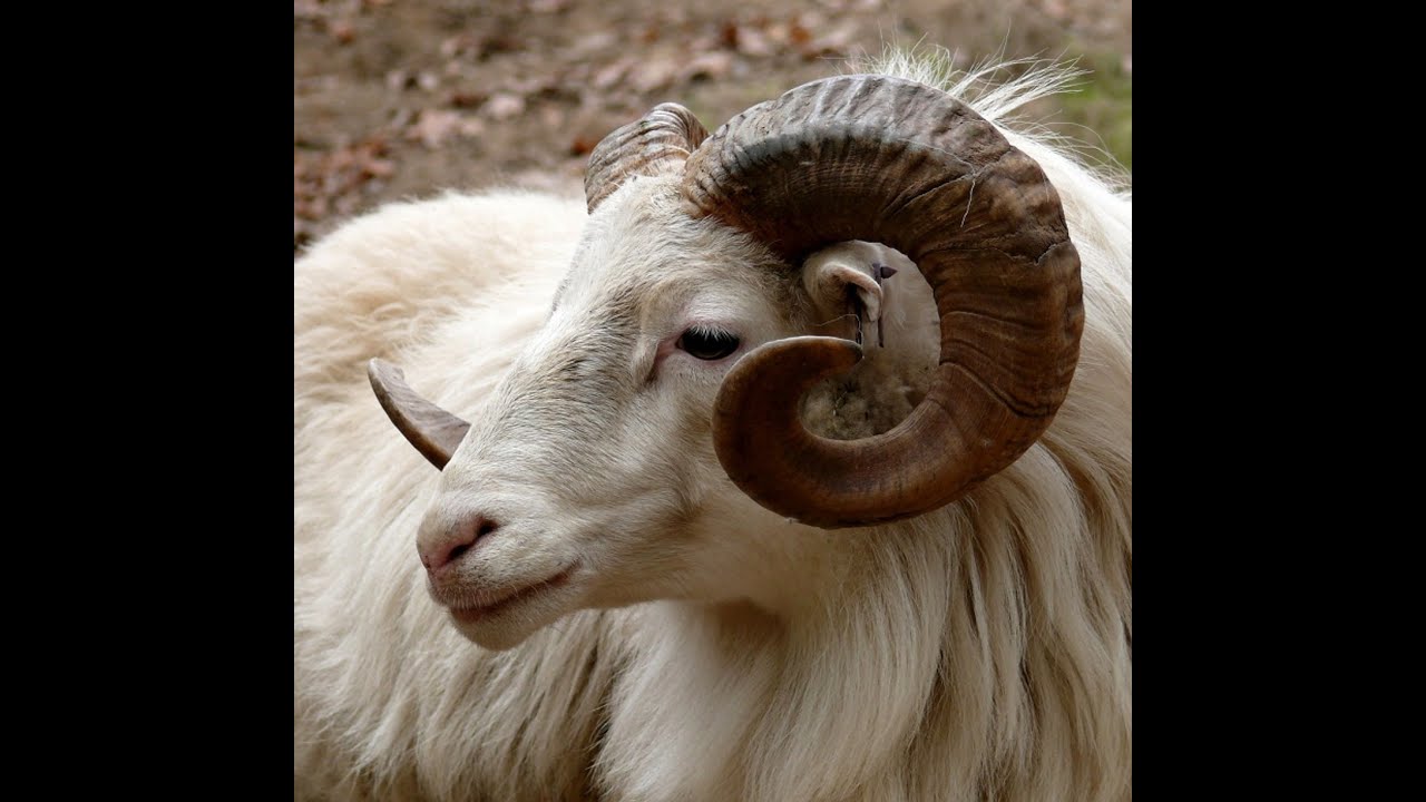 MOST YOU DO THIS FOR EID (TOBASKI)!!!!! - YouTube