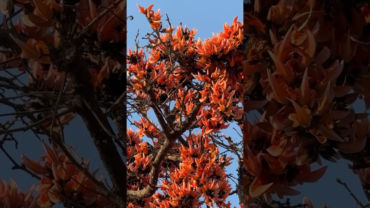 Palash Tree 🌳 🧡 aka Flame of the Forest. #palashtree #flameoftheforest ...