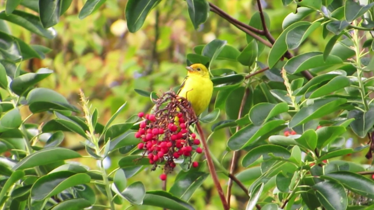Western Tanager winter plumage - YouTube