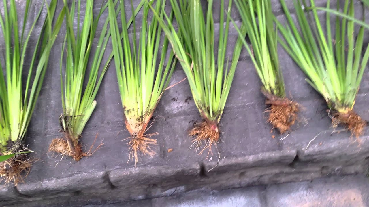 Como Fazer Mudas de Moreia! parte 1 - YouTube