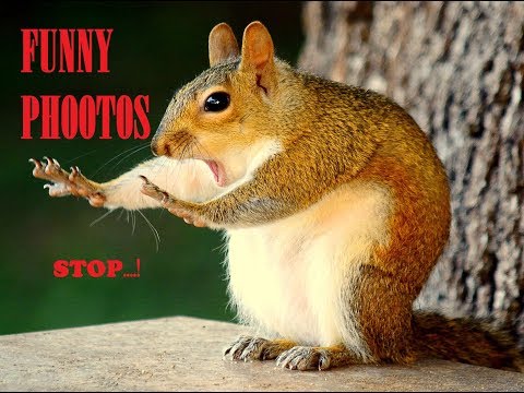 Komik videoları izle 2015 - Funny photos 2015