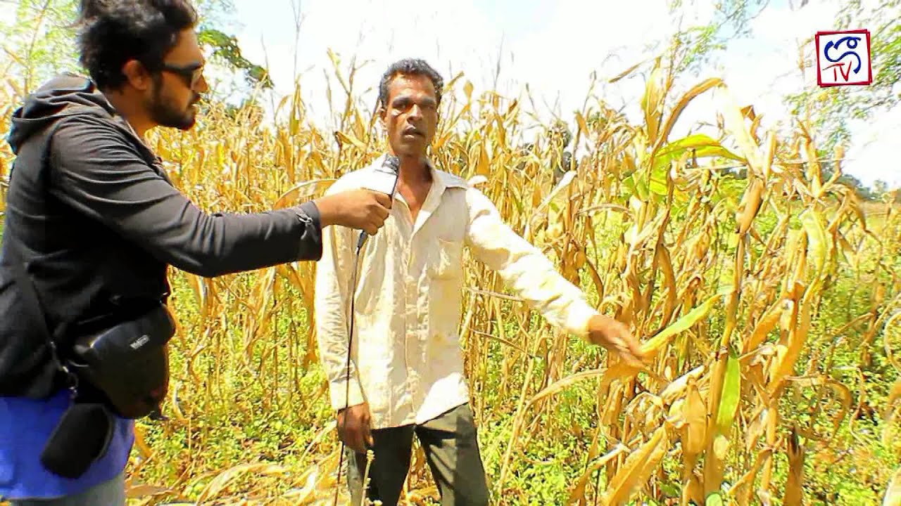 LASSANA LANKA GEETV (IRIGU WAGAWA) - YouTube