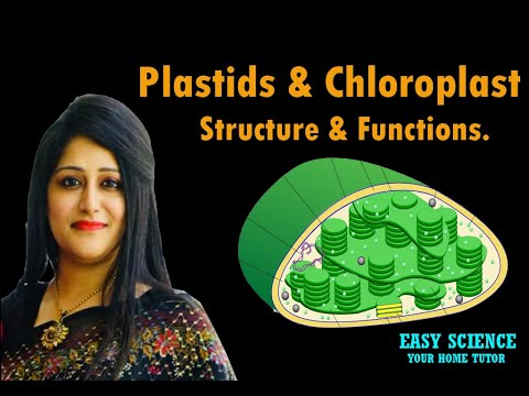 Plastids & Chloroplast -Structure & Functions. Science Class for IX, X ...