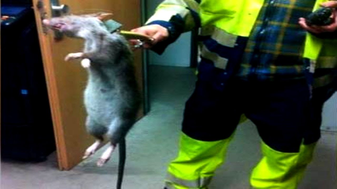 Rata Gigante En Metro De Londres - YouTube