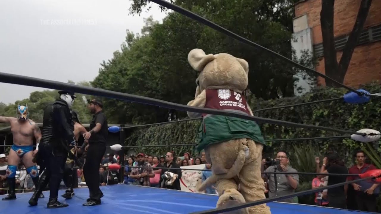 Este es Wisin, el "perrito luchador" de México que se ha vuelto en ...