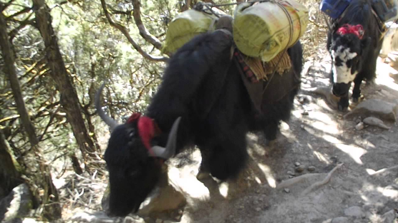 Yak train, Everest Base Camp trek, Nepal, 2012 - YouTube