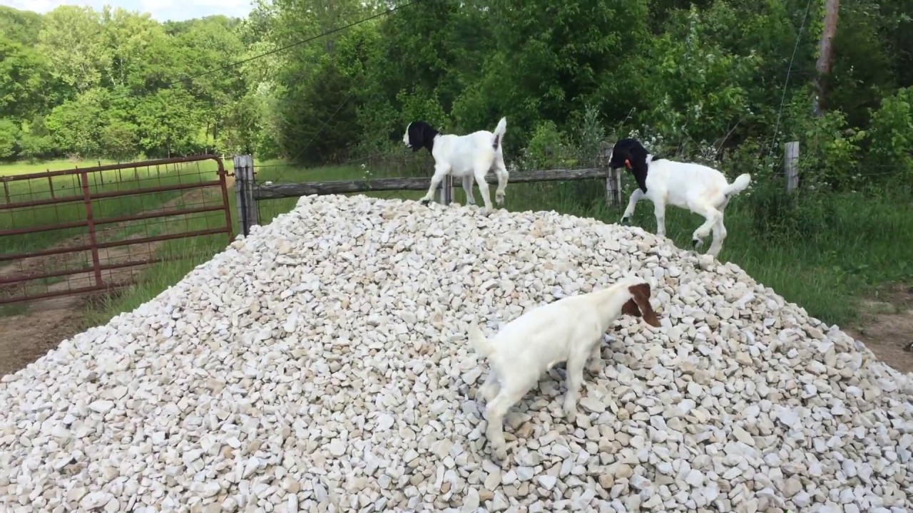 Boer Goat Kids Playing King of the Mountain - YouTube