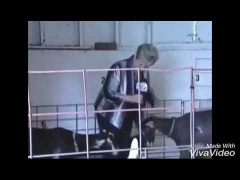 Tf2 Goat with scout voice - YouTube
