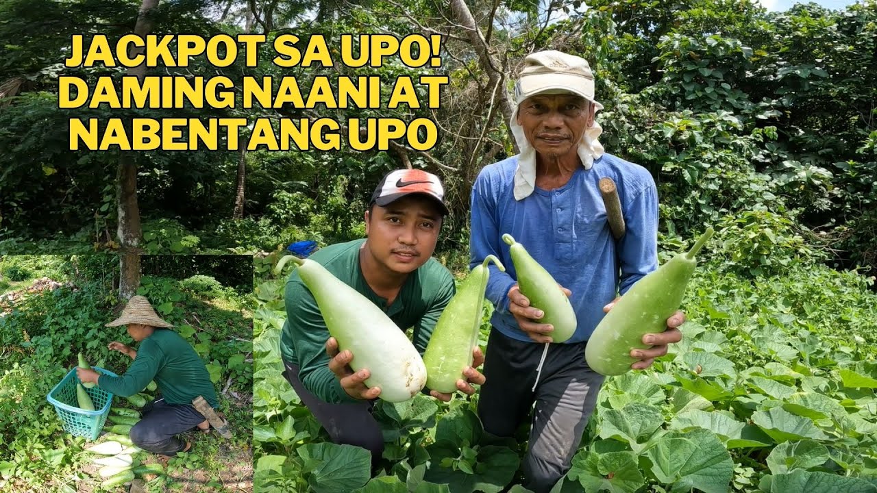 Pag-aani ng Upo kasama si Tatay at Pagbebenta nito - YouTube