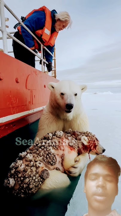 THE MOTHER POIAR BEAR PIEADED WITH THE FISHERMAN TO SAVE HER INJURED CUB FROM BARNACIES. - YouTube