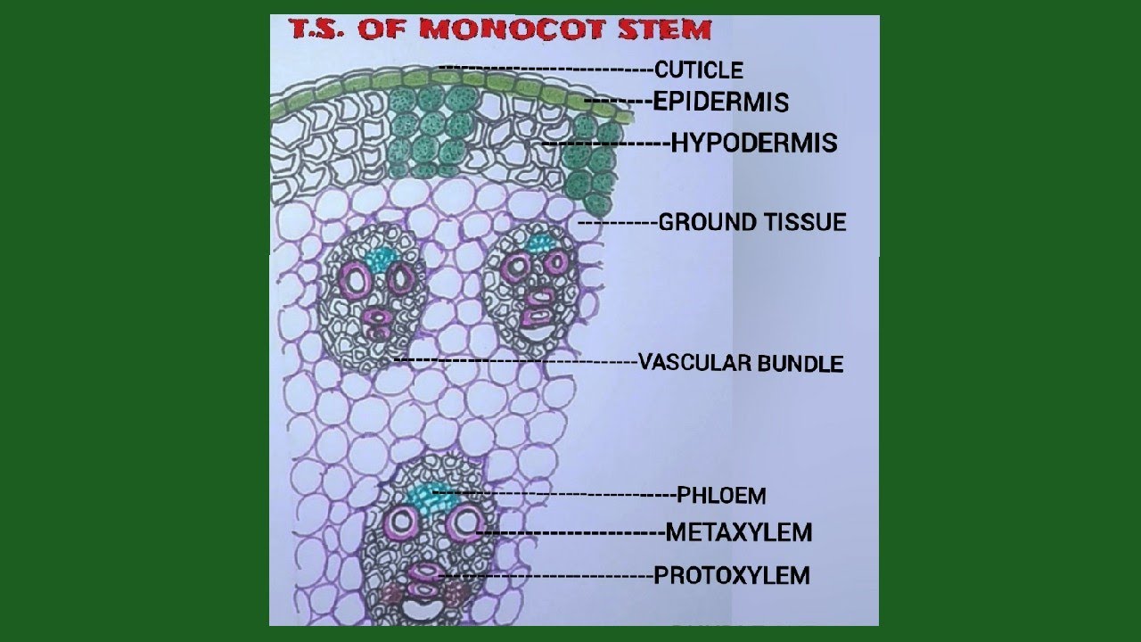 Monocot Stem Labelled Diagram monocot-stem-labelled-diagram