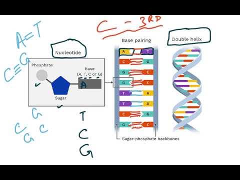 5090 CH 17 INHERITANCE SYLLABUS 2023 VIDEO 1 - YouTube